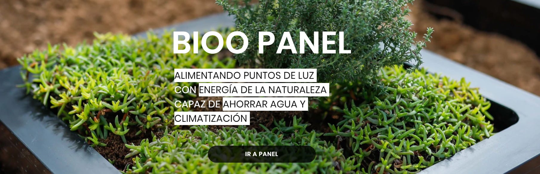 Bioo - Revolutionizing energy with nature: light-emitting plants ...
