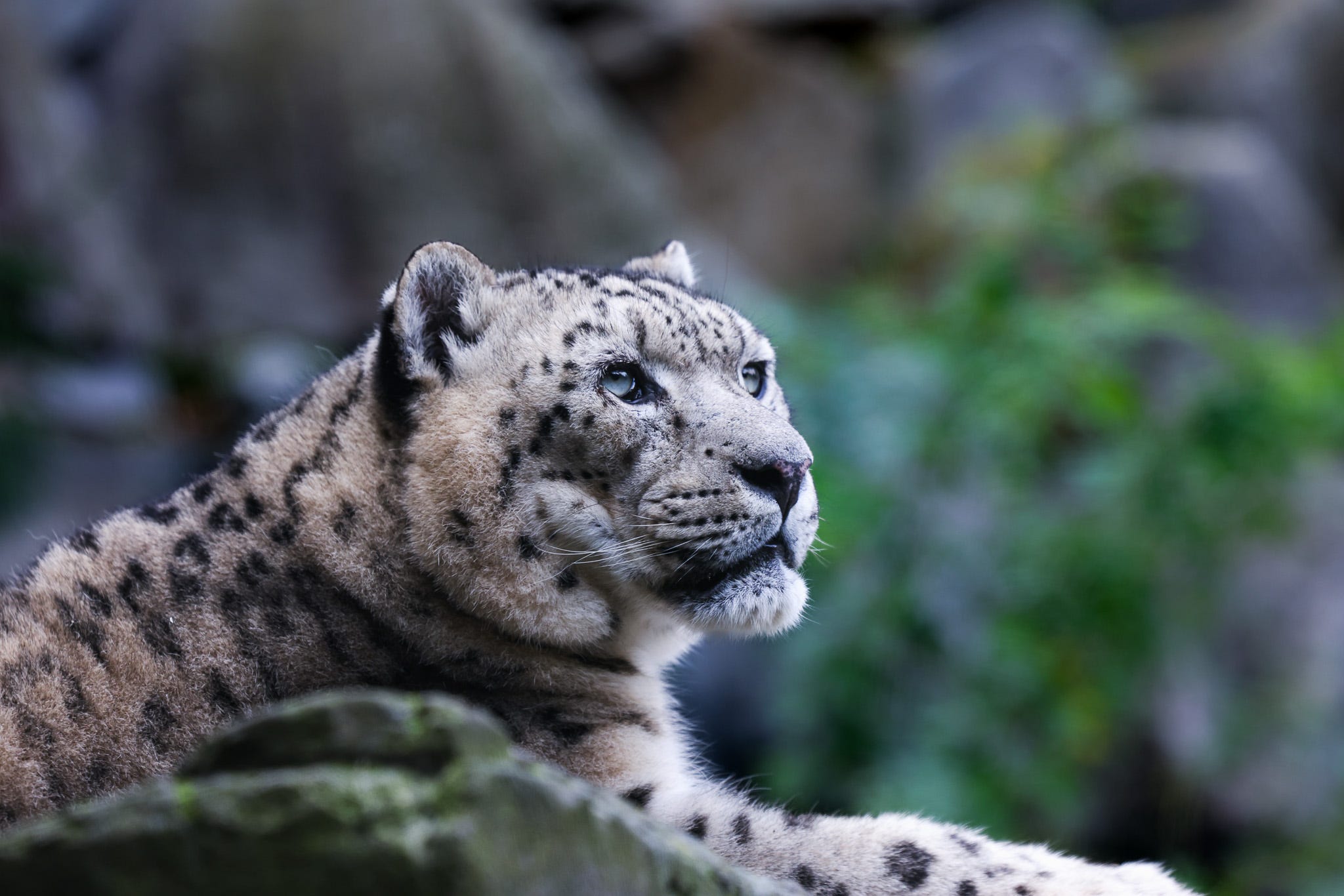 International Snow Leopard Day 2025 - Pazi's Pallas