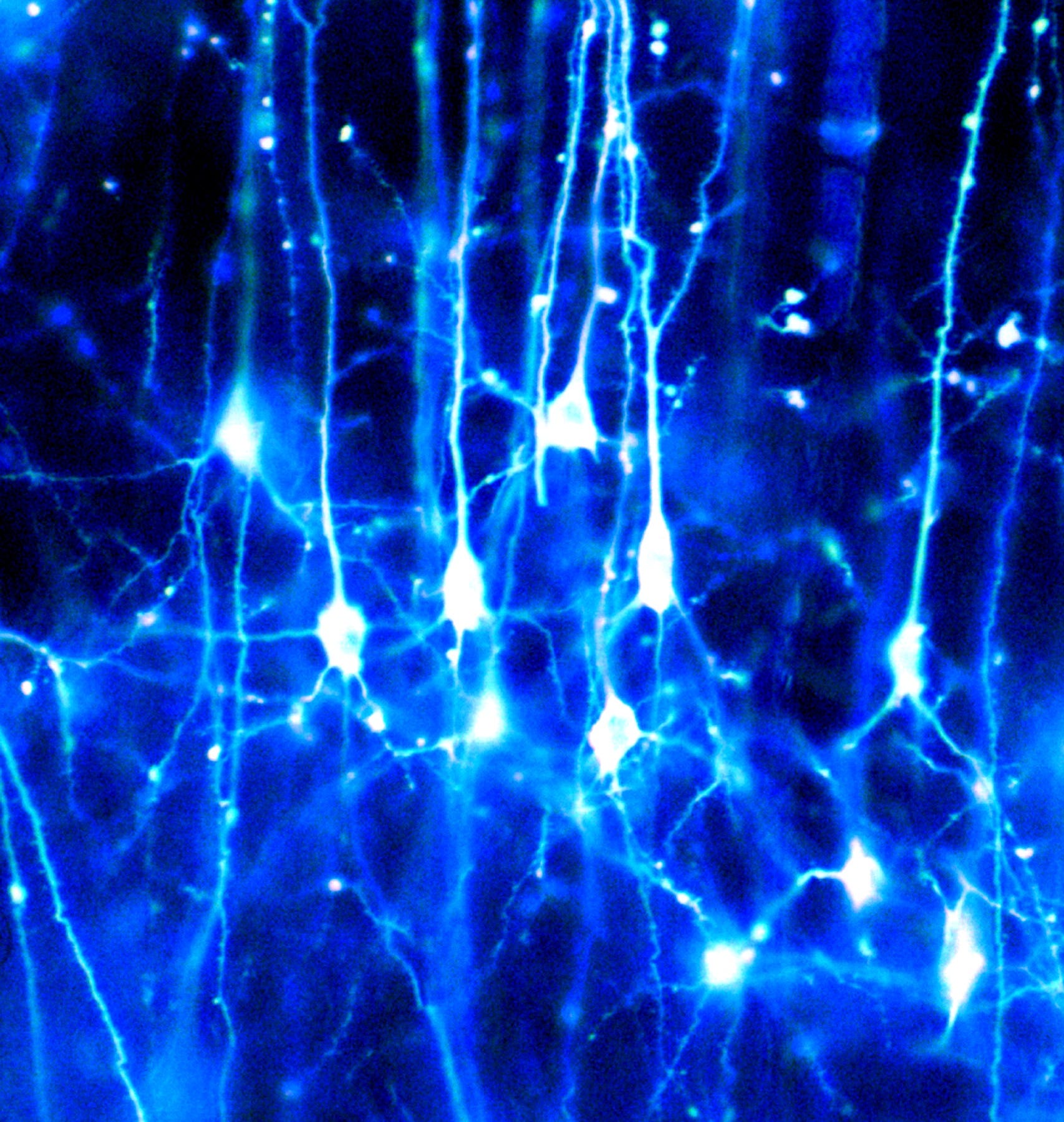 The Two Species of Nootropics - by Lawrence Elliot