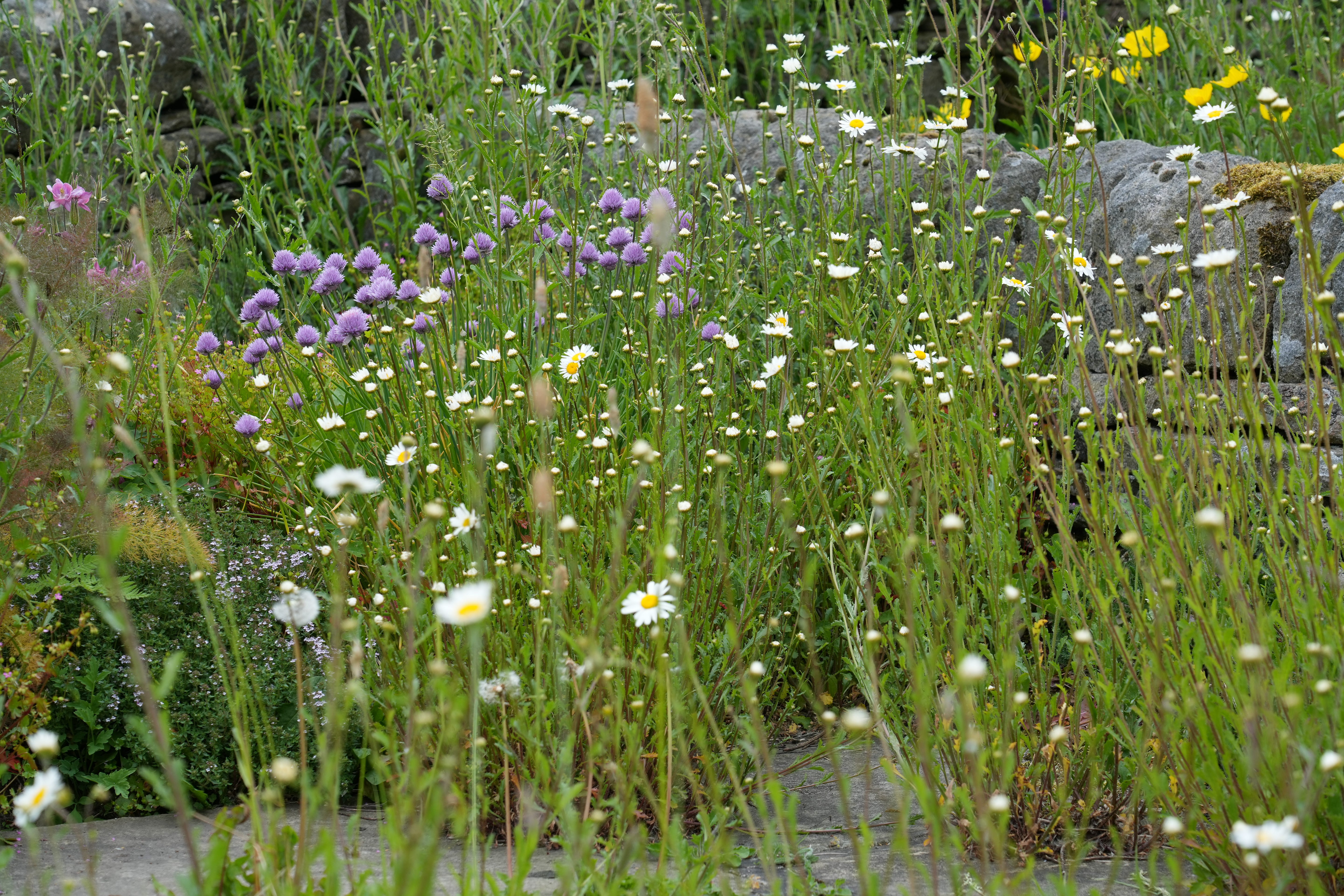 How to understand plant vigour