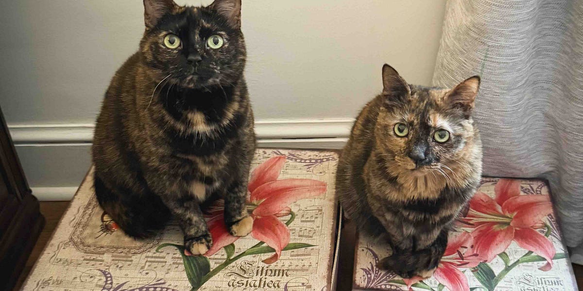 Seven tips for writing dual point of view - by Jodi Meadows