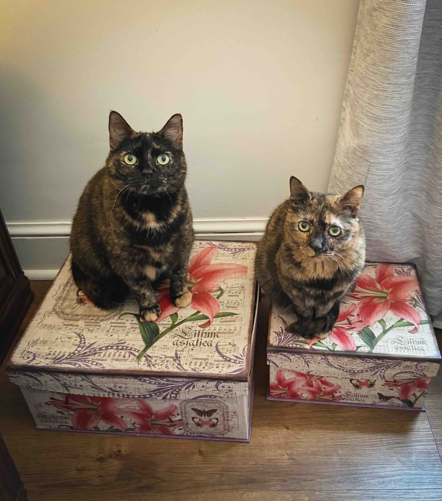 Seven tips for writing dual point of view - by Jodi Meadows