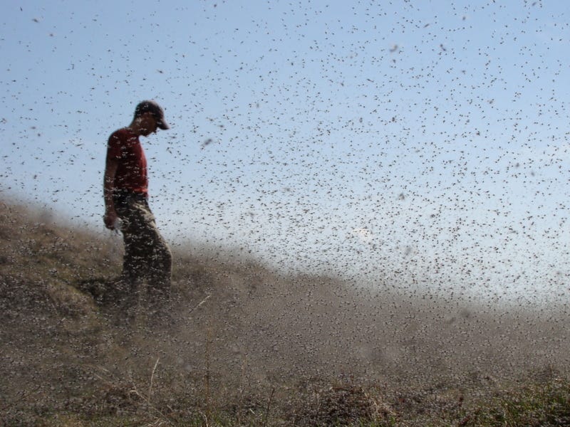 "Mayflies" and other Epigrams - Michael R. Burch’s Substack