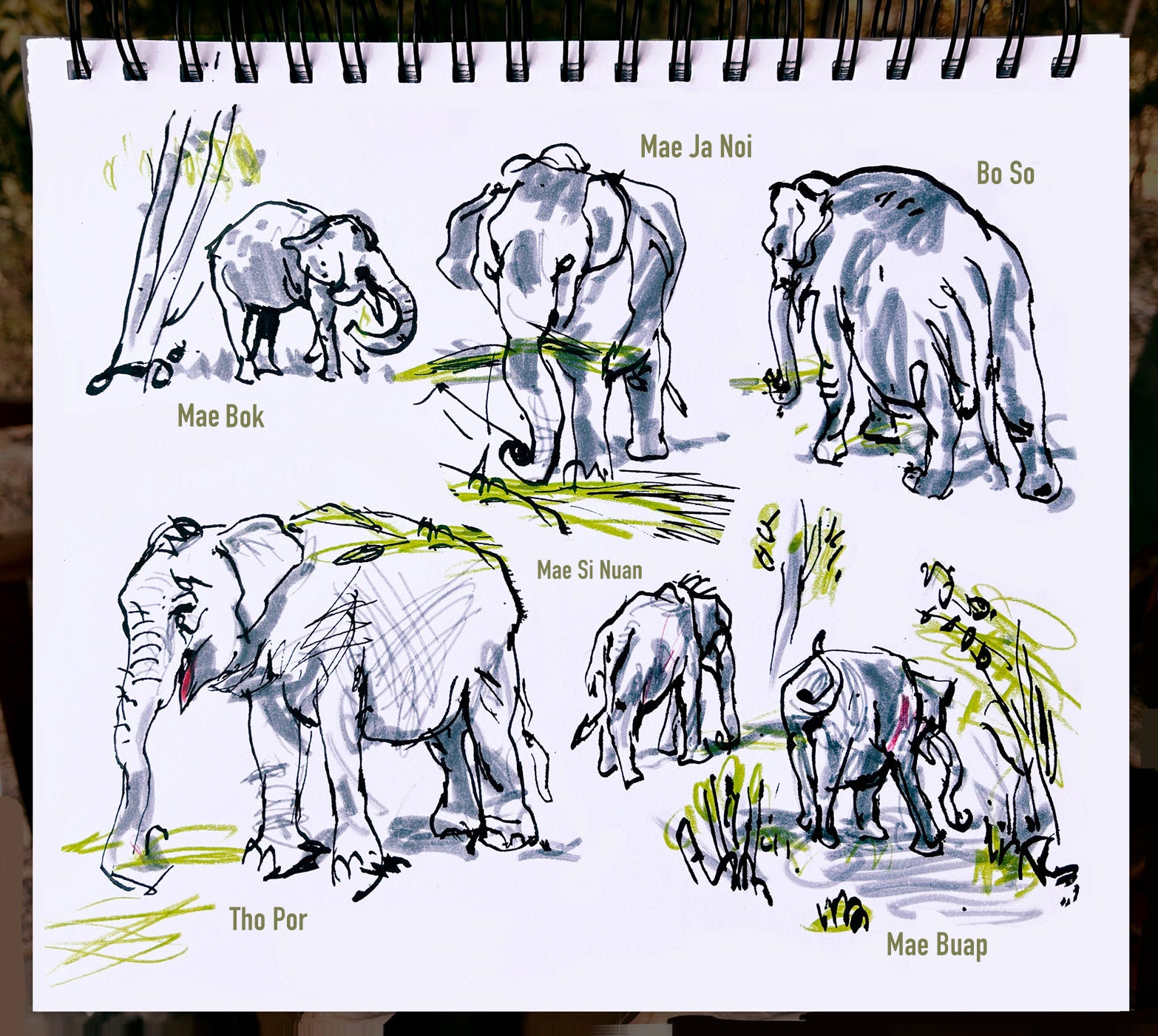 What Drawing Elephants Taught Me: My New Year’s Offering