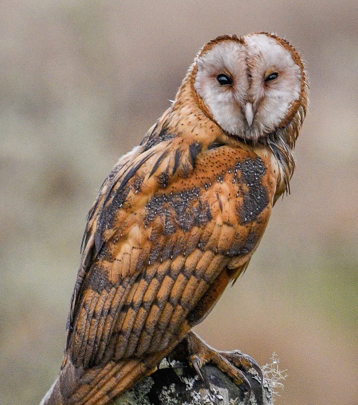 I WONDER…Why does everyone think owls are so smart?