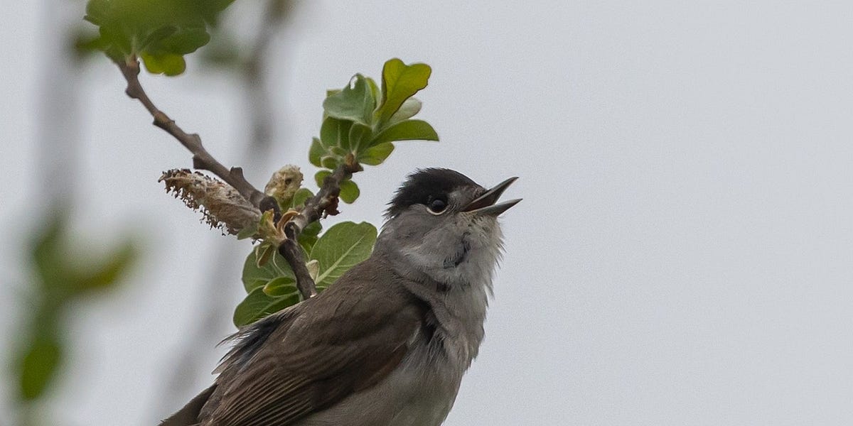 singing blackcap