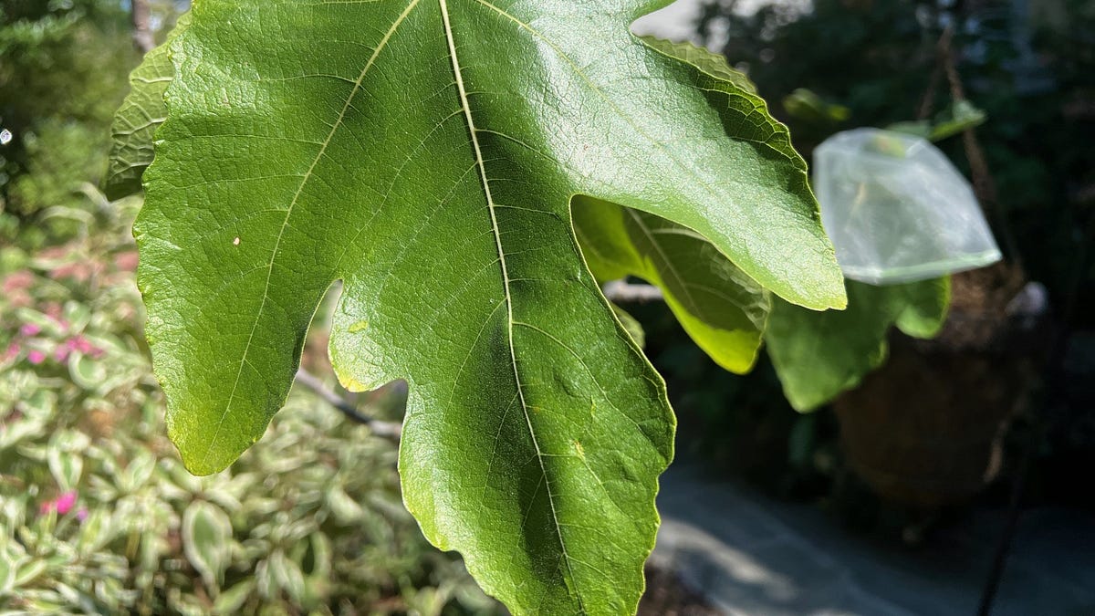fig tree leaves tea
