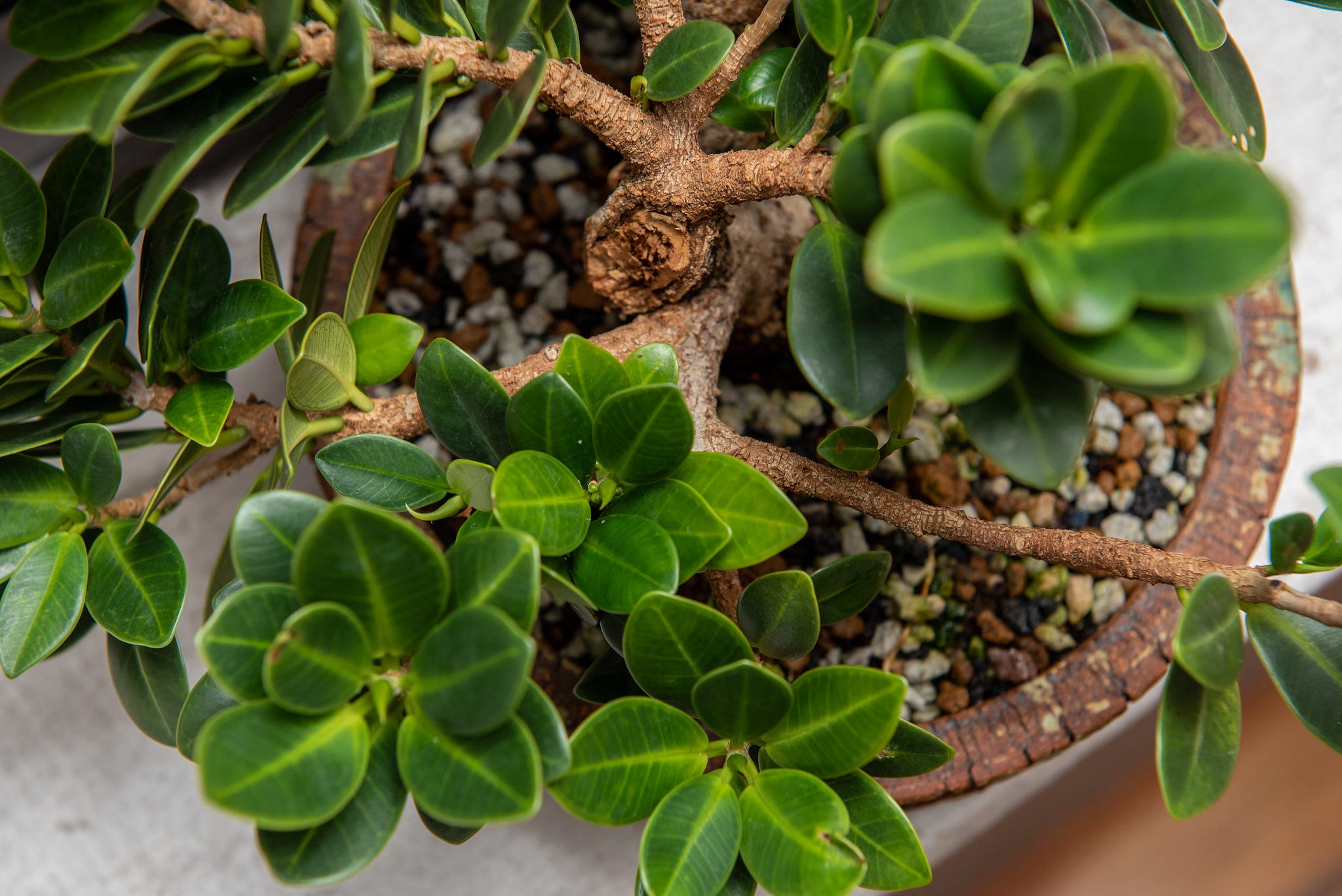 Refining Bonsai Branch Structure: Pruning & Wiring Guide