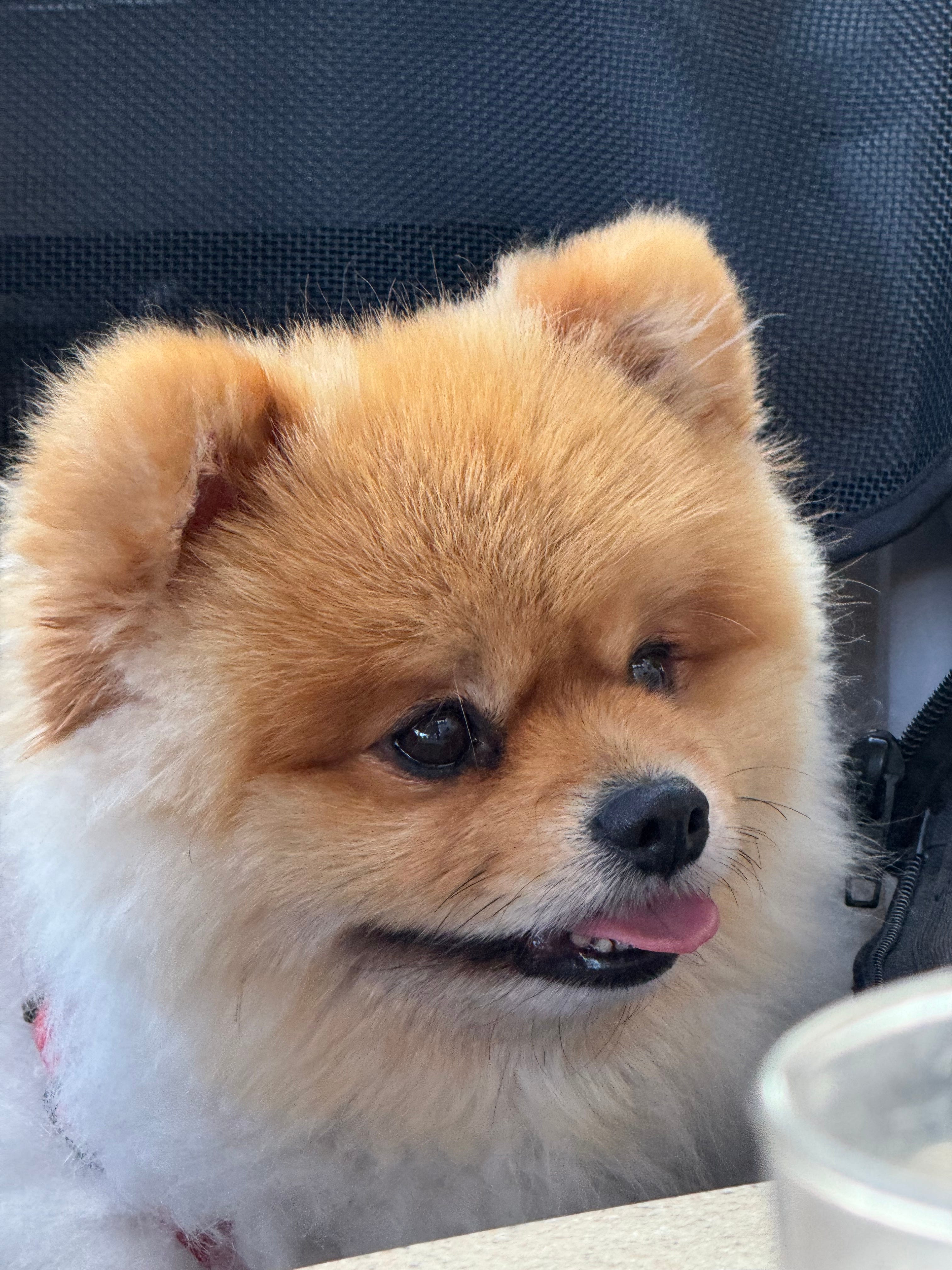 Lessons from a Tail-Wagging Sage: What My Dog Frankie Taught Me About Life