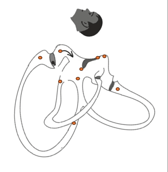 Part 3: Semicircular Canal Anatomy: A Crucial Aspect for Vestibular ...