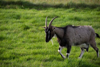 Why are goats associated with the devil and the occult?