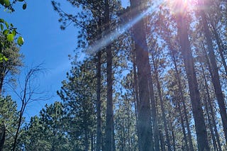 Juliebeans | Julie Beans | Substack