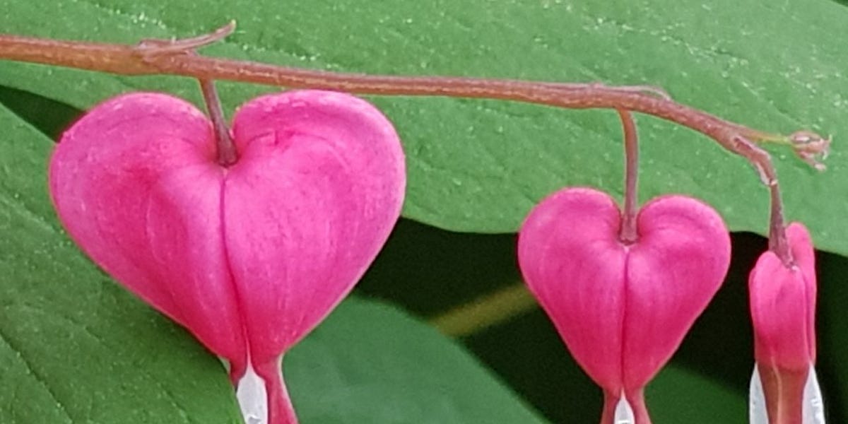 Especially for you - by Fall of the Cabal Official