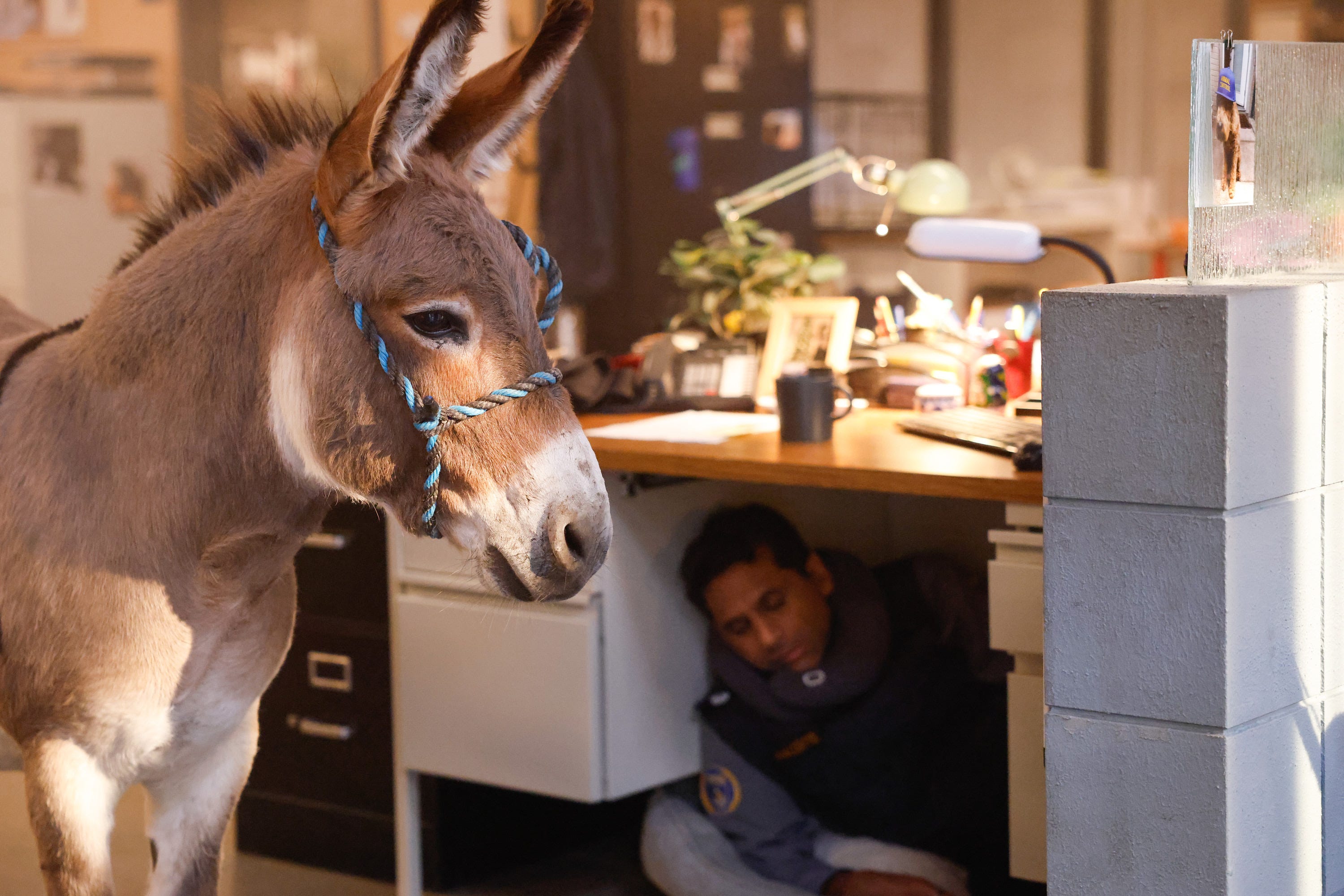 S04.E02: Bagged Birds and Alley Dogs - Animal Control - PRIMETIMER