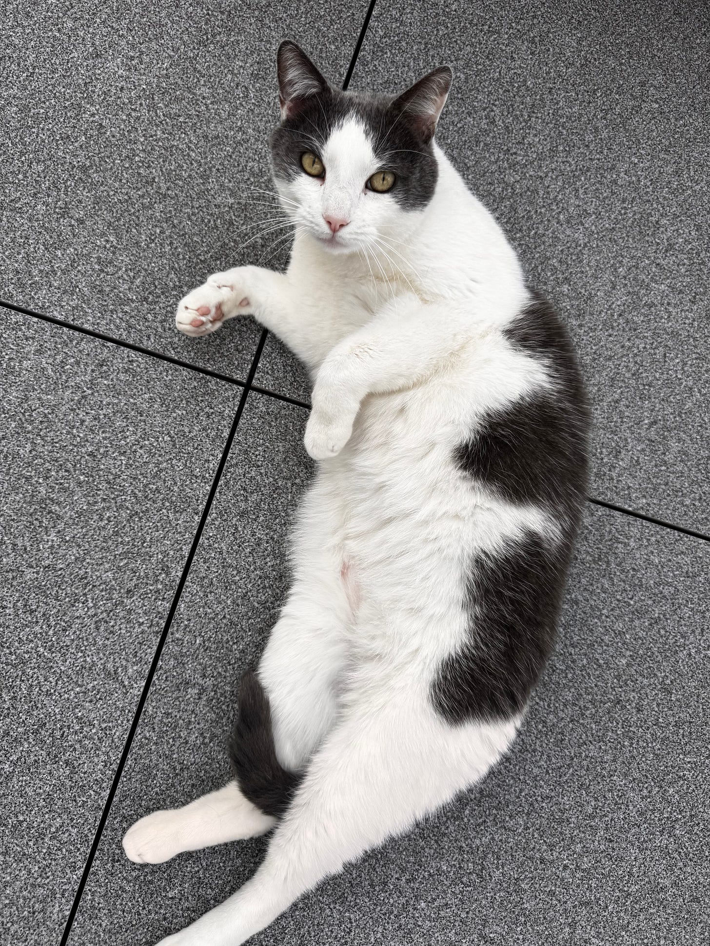 clementine ford substack