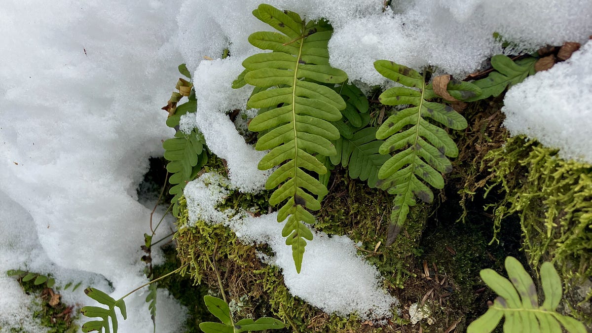 It’s going to be a long winter - by Laura Fenton