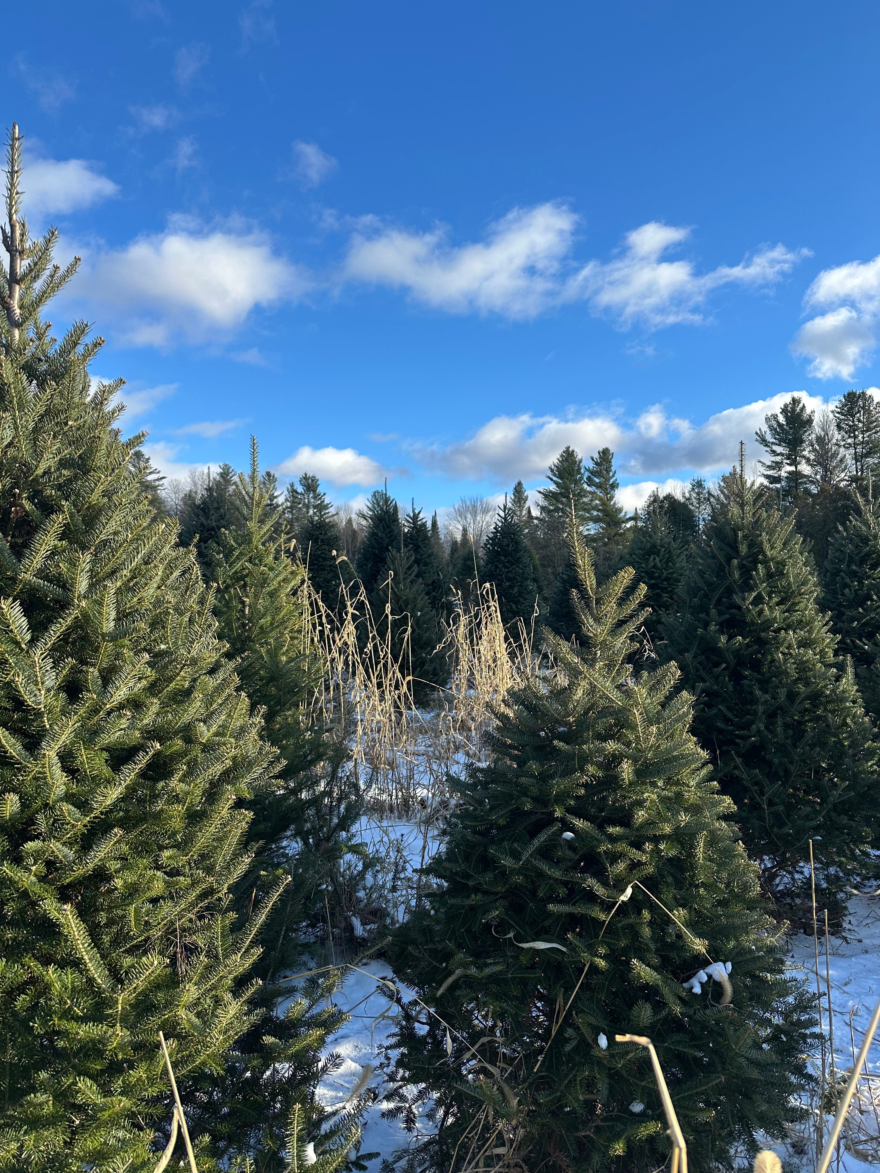 Greg Rabideau (@gregrabideau): "Time to get a Christmas tree. We are ...
