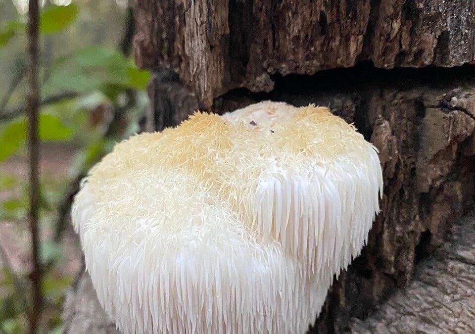 Lion’s Mane - by Joe Bender - The Bender Observatory