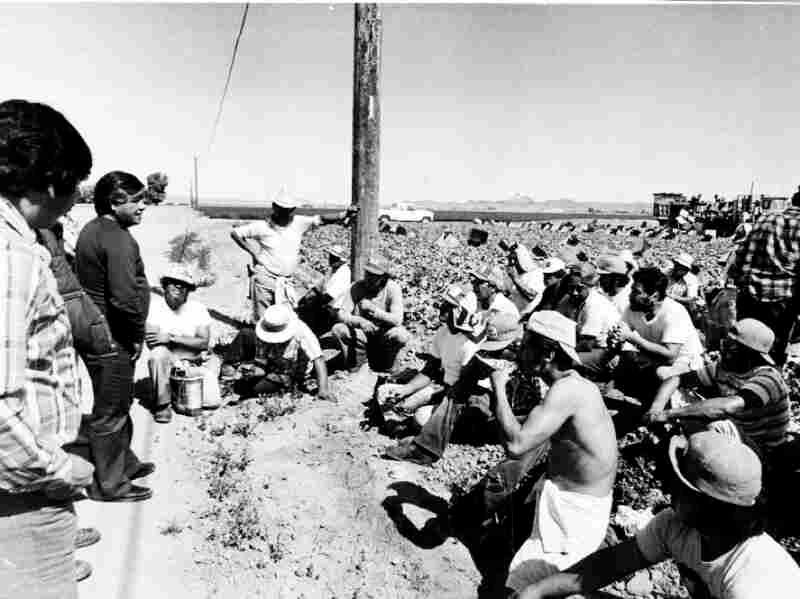 César Chávez: Champion of Labor Rights - The Newman Files
