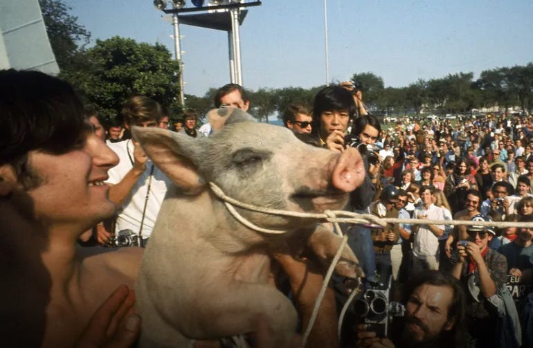 THE PIG WHO WOULD BE PRESIDENT