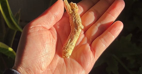 Qi Codes | Alice Sun | Substack