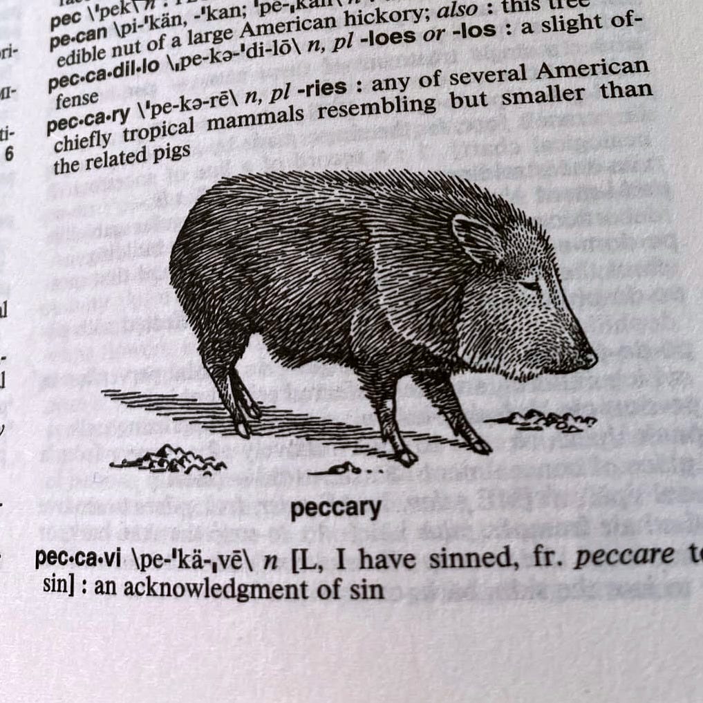 Poem: The Peccavi of the Peccary - by Pablo Rivera