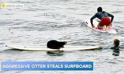 In Otter News | Substack