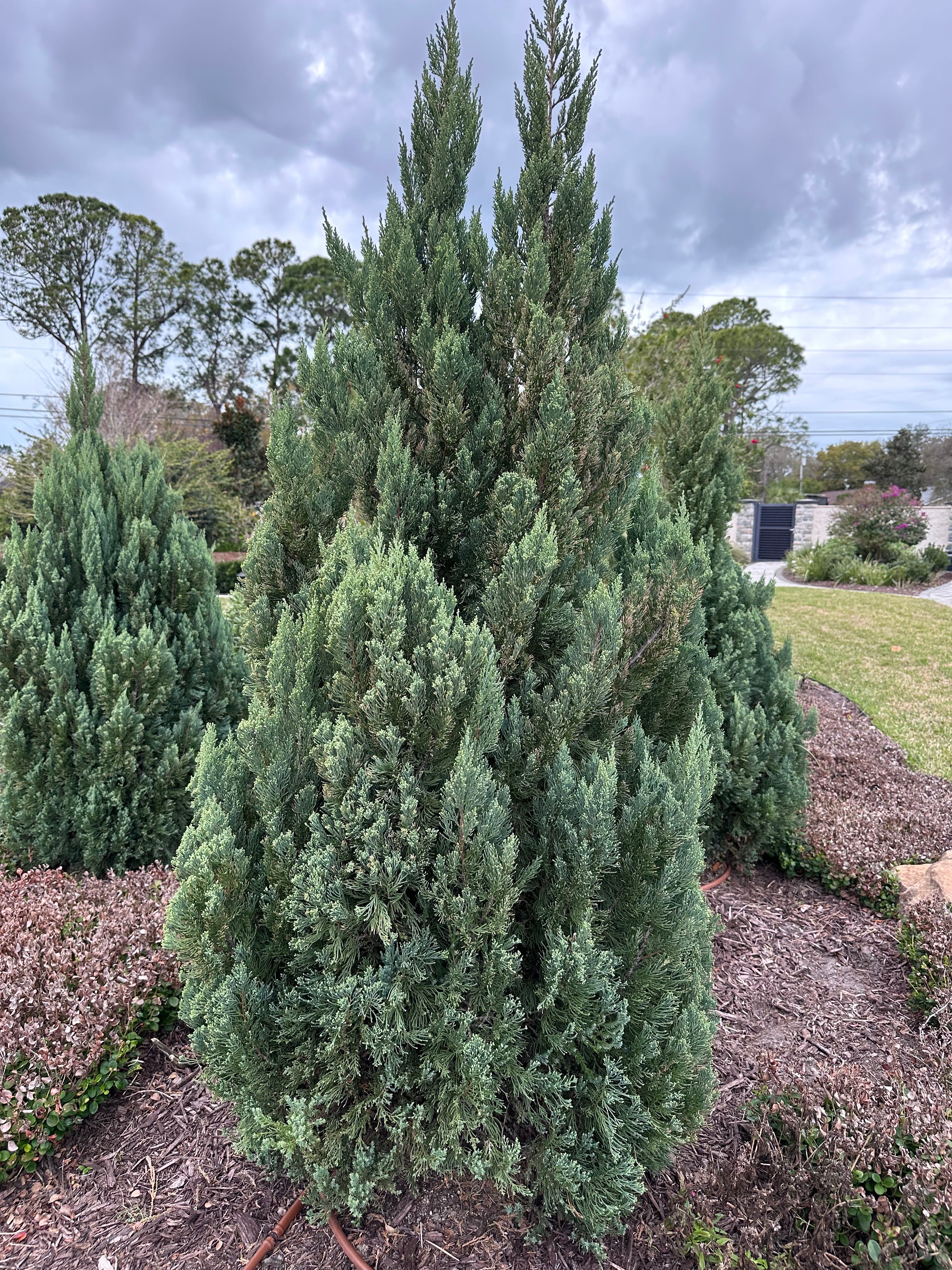 Brodie Juniper vs. Blue Point Juniper