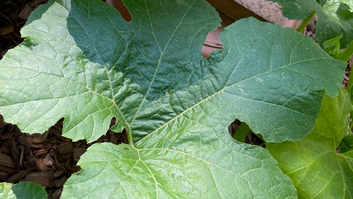 DIY Ollas and Smart Watering Tips for a Thriving, Eco-Friendly Garden