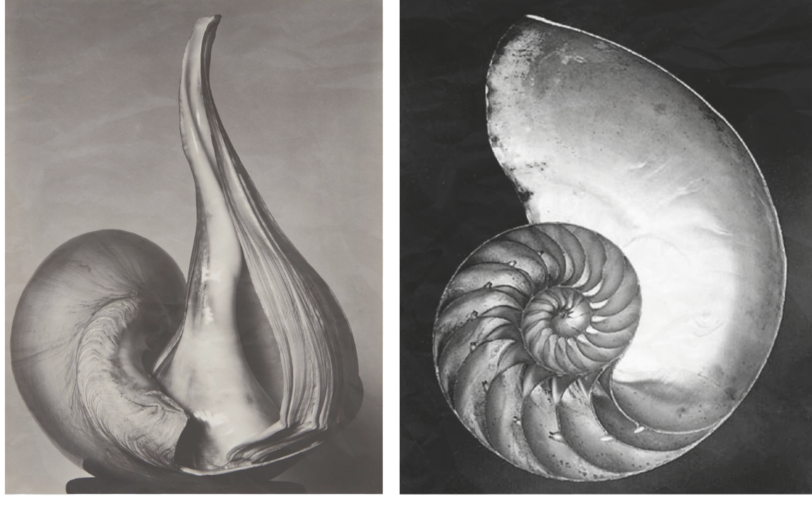 shell drawings by famous artists