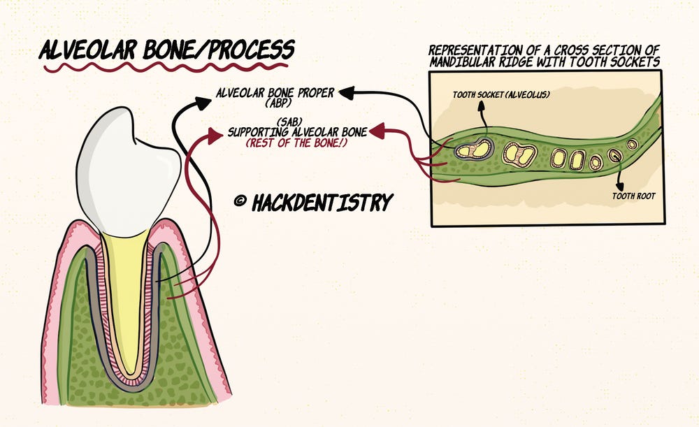 Alveolar Bone Proper And Alveolar Process