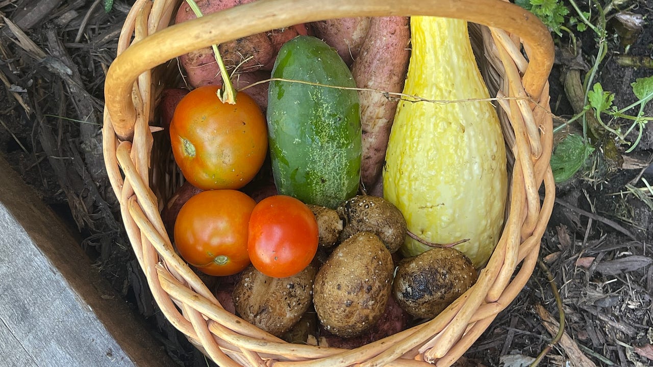 The Daffodil Post | Emma Shaye | Substack