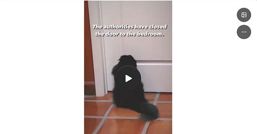el gato malo | Substack