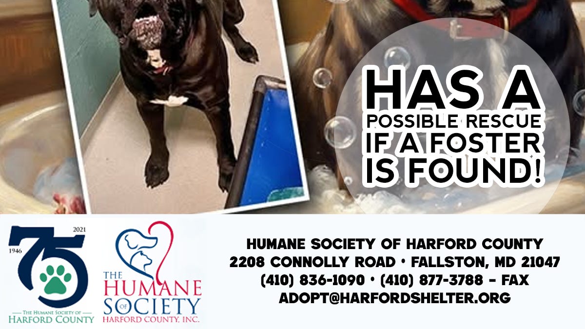 CANE HAS A POSSIBLE RESCUE IF A FOSTER CAN BE FOUND: