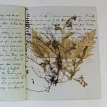 Noted | Jillian Hess | Substack