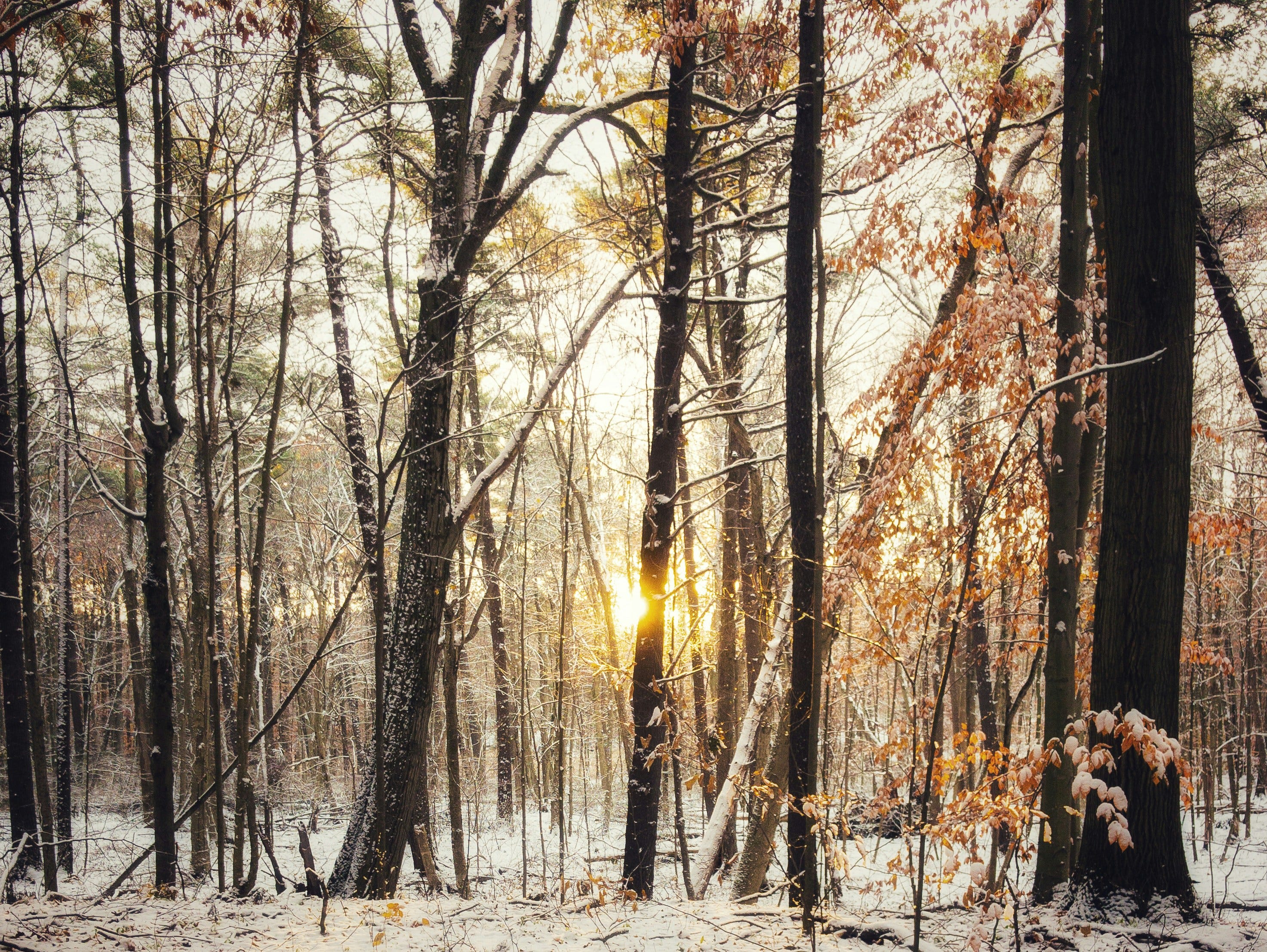 #BlackGirlWinter: The In-Between - by Toya Renée Smith