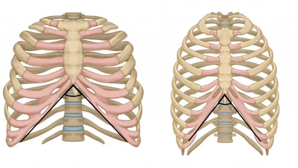 The Infrasternal Angle: What it means and it's significance in movement