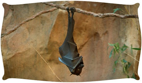Bats - Myths, Folklore and Facts - CrystalWind™