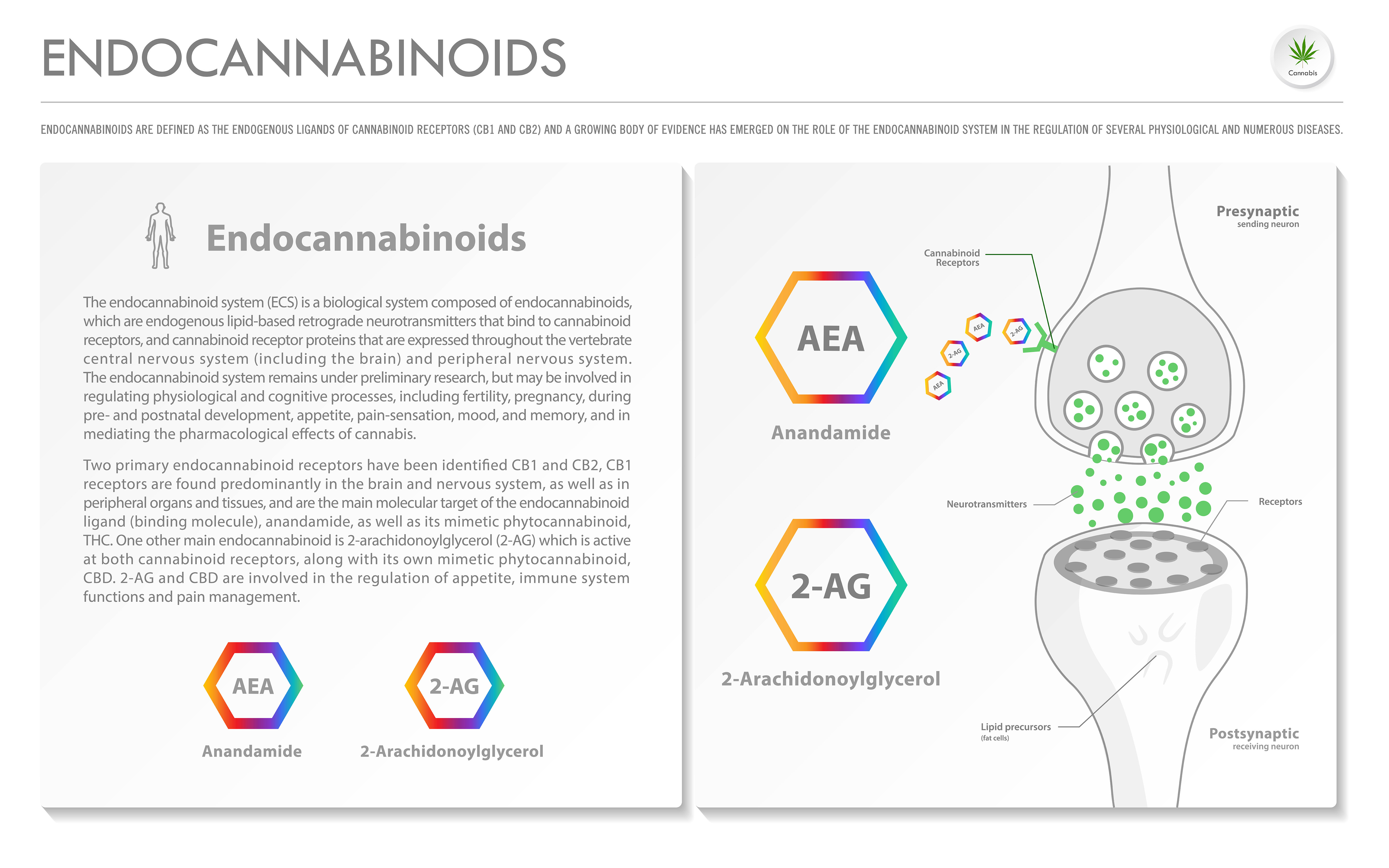 The Endocannabinoid System Explained III: Anandamide, 2-AG, and the ...