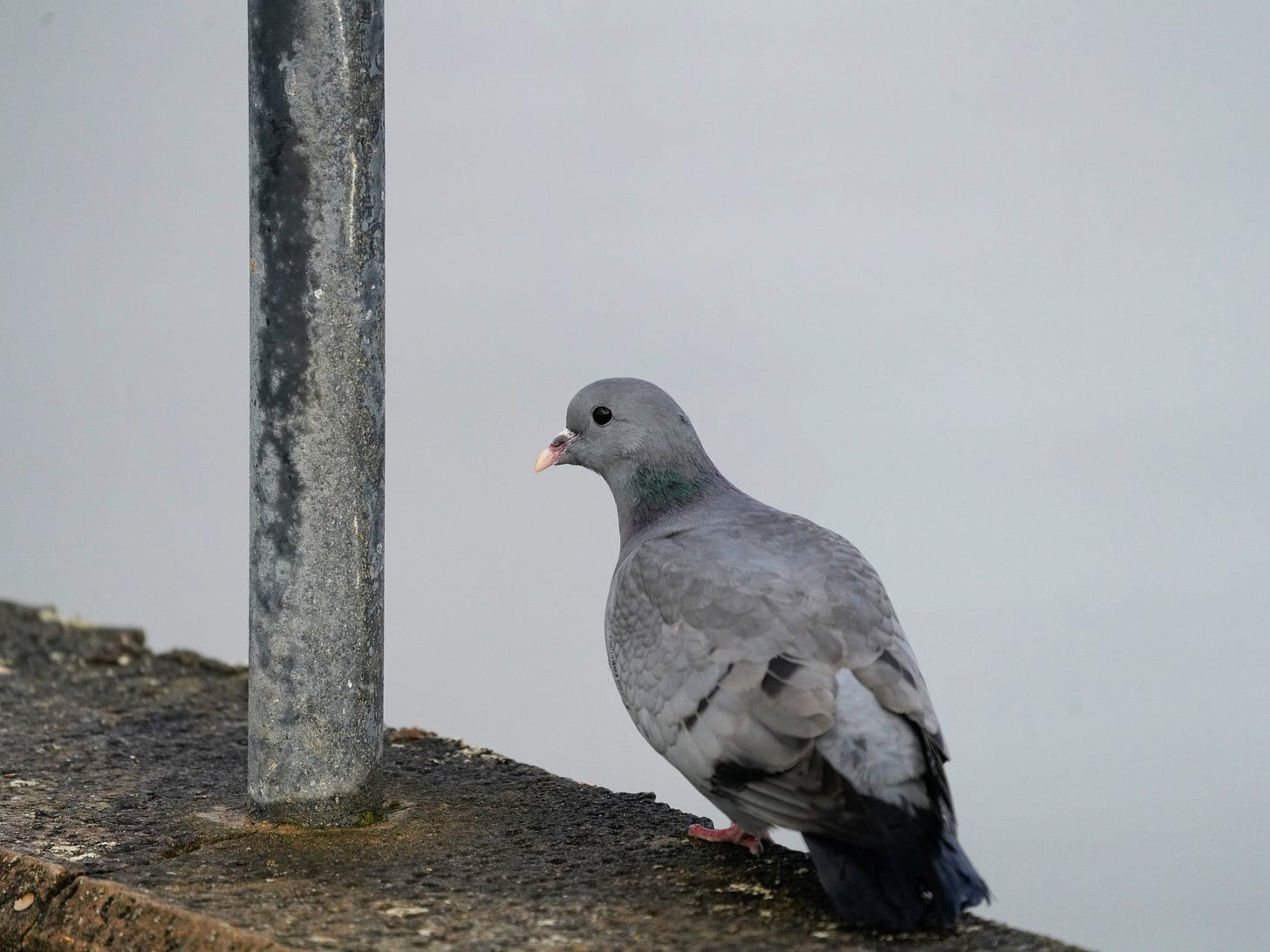 Meet the Wood Pigeon - by Gem at Birdfolk - Birdfolk