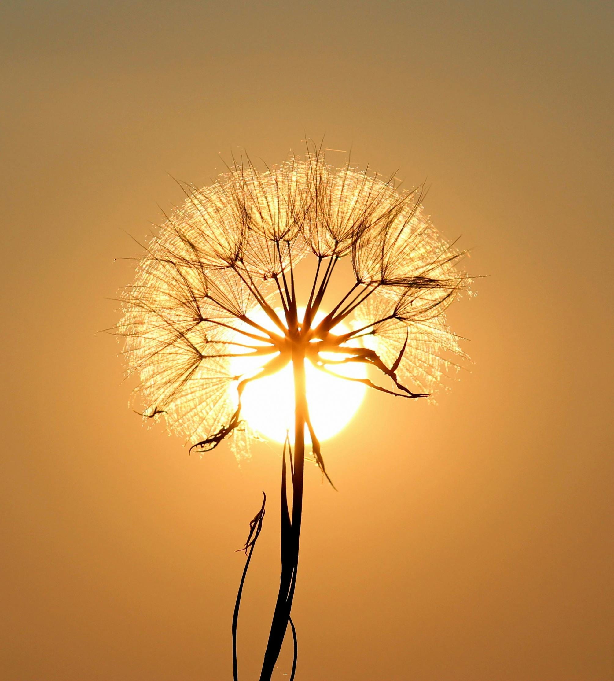 Dandelion Wishes: Visualizing the Year Ahead