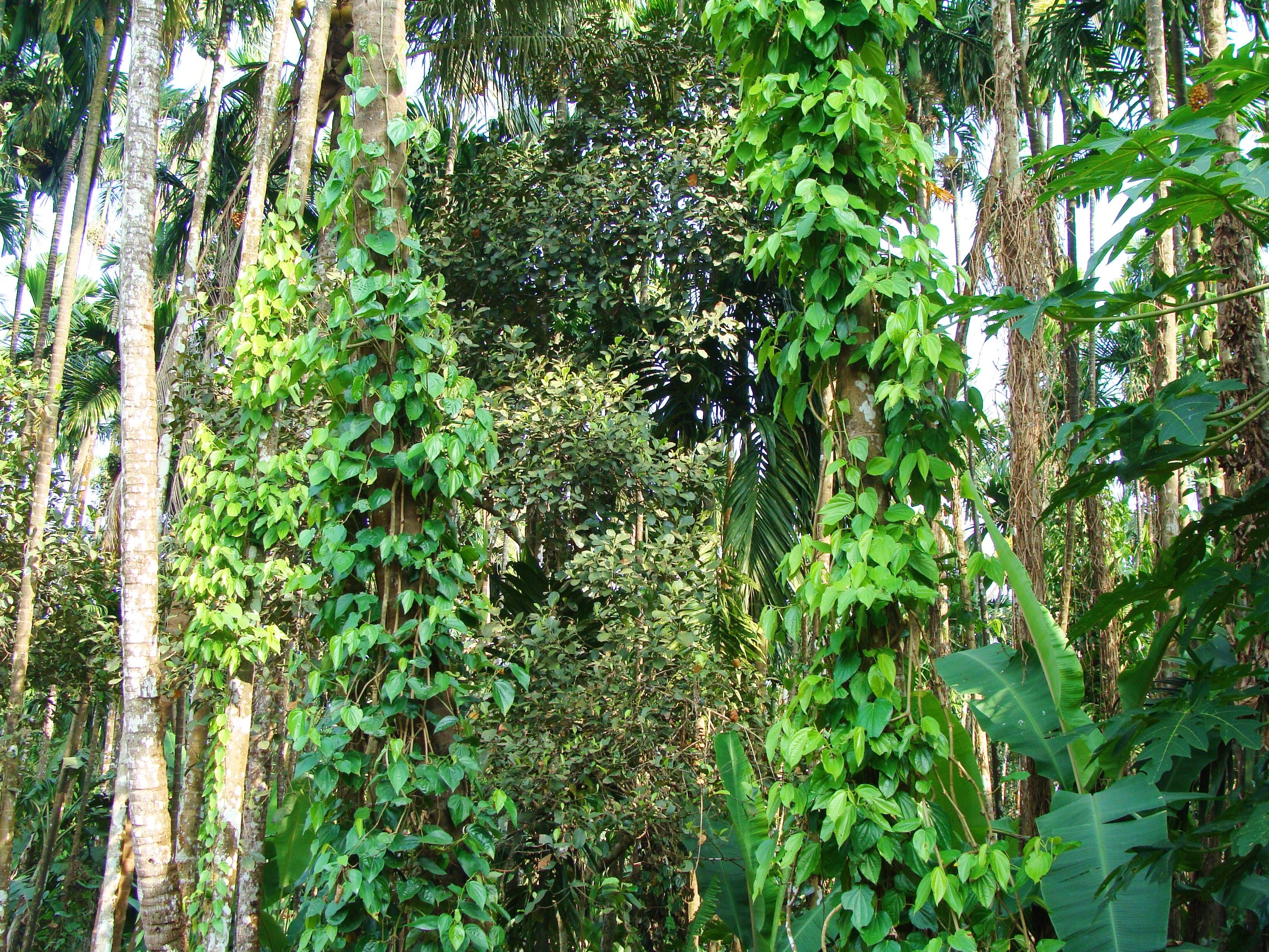 The History of Black Pepper: From Ancient Times to Modern Day