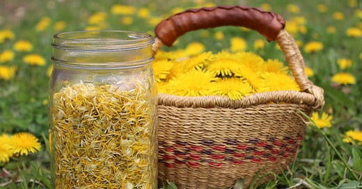 Practical Self Reliance | Ashley Adamant | Substack