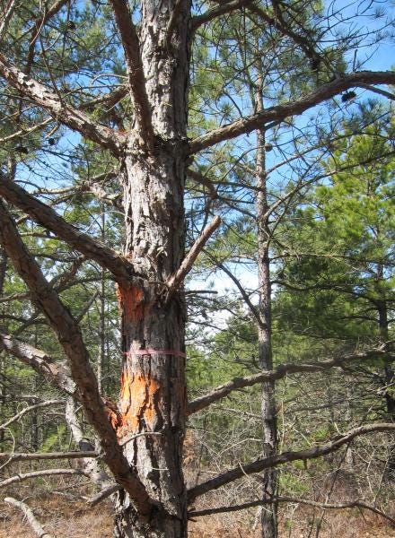 pine beetle christmas tree