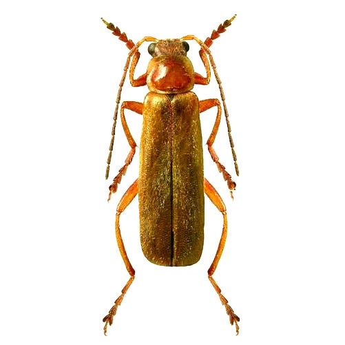 The Beetle - by Chris Dangerfield