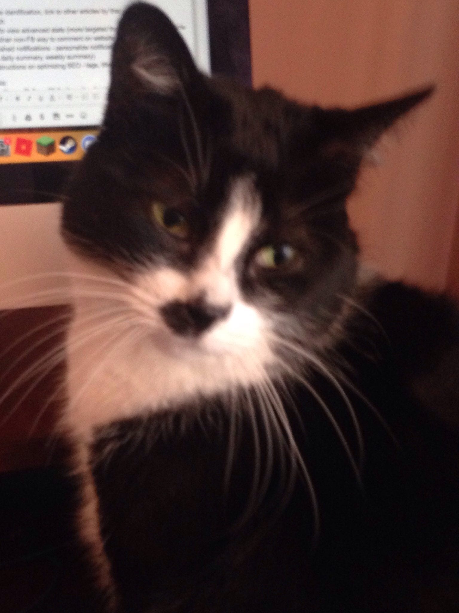 Christina Kelly's It Happened to Me: My Cat Caught a Mouse!