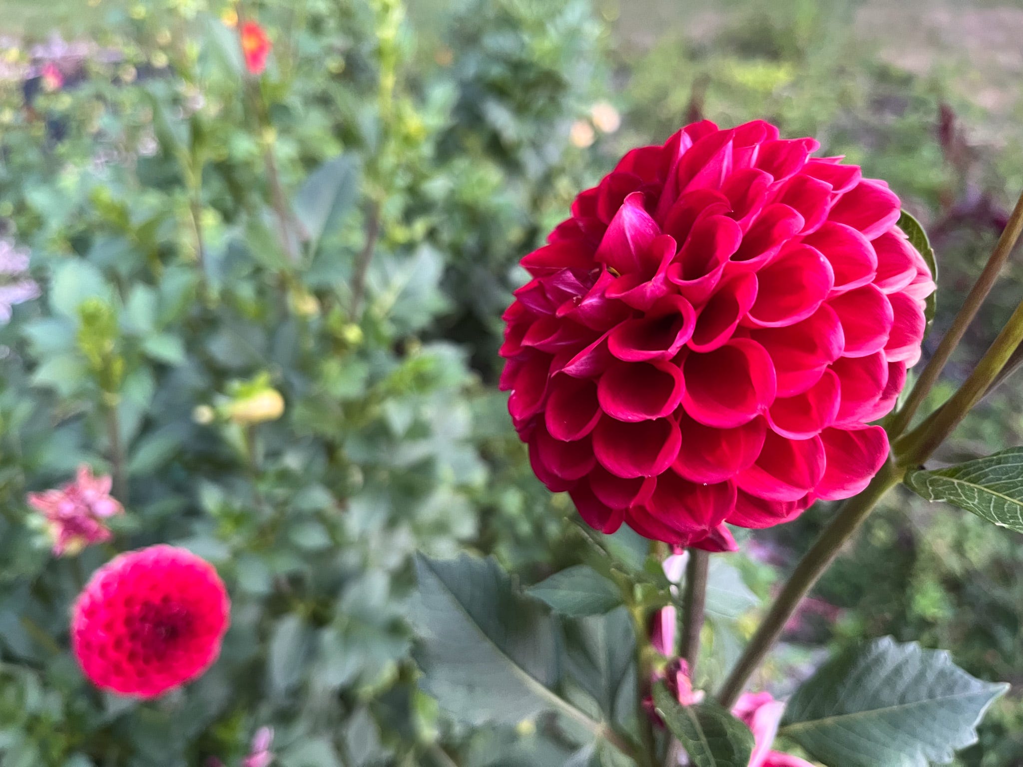 Snapshots from the Homestead