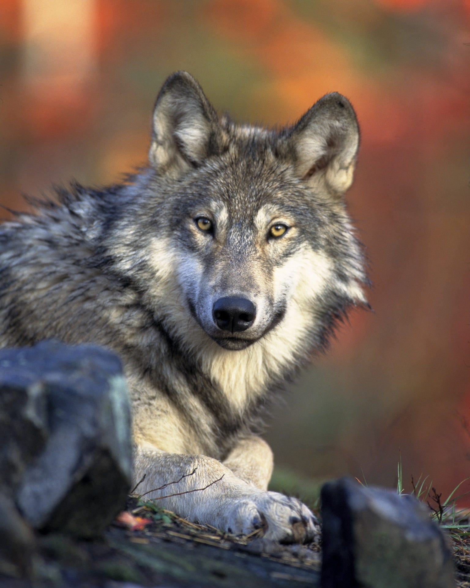 Wolf (Bozkurt): The Ancestral Symbol of Courage and Origin in Turkic ...