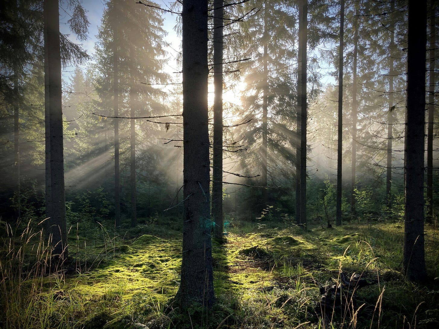 Nature Imagery and Mental Well-Being - by David Webb