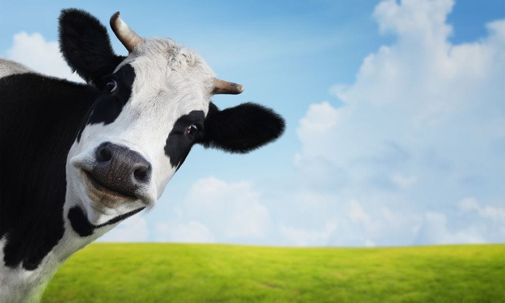 They See Us As Cows - by Keith Lowery